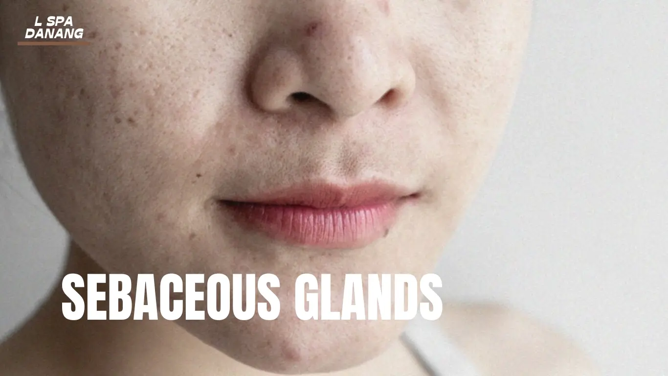 The lesser-known truths about Sebaceous Glands - L Spa Da Nang